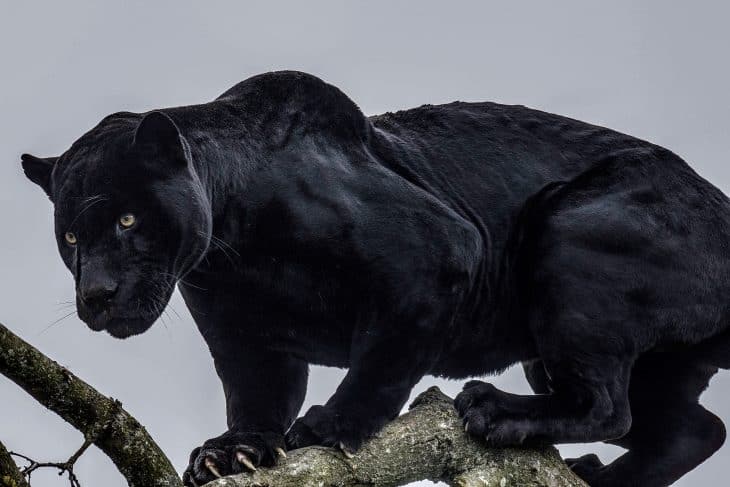 20 Amazing Panther Facts You Probably Never Knew - Facts.net