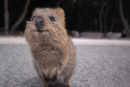 Top 15 Quokka Facts - Diet, Habitat, Survival & More - Facts.net