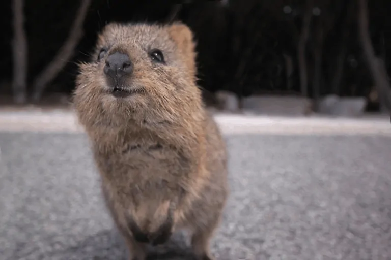 Top 15 Quokka Facts - Diet, Habitat, Survival & More - Facts.net