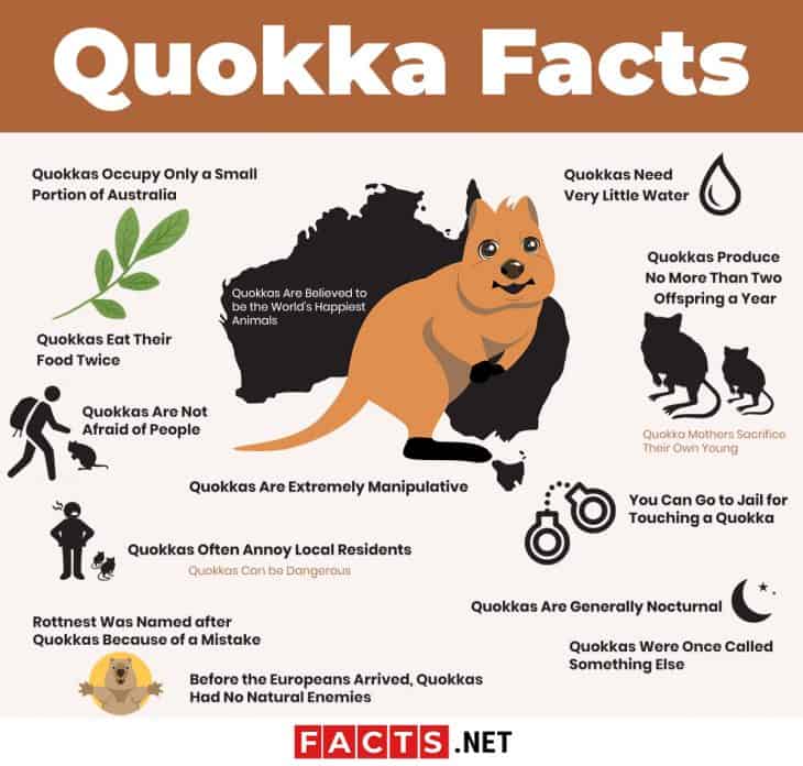Top 15 Quokka Facts - Diet, Habitat, Survival & More - Facts.net