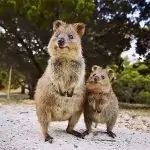 Top 15 Quokka Facts - Diet, Habitat, Survival & More - Facts.net