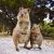 Top 15 Quokka Facts - Diet, Habitat, Survival & More - Facts.net
