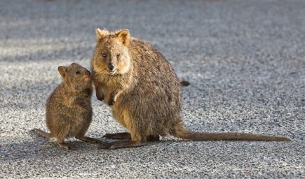 Top 15 Quokka Facts - Diet, Habitat, Survival & More - Facts.net