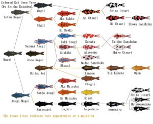 Top 15 Goldfish Facts - Types, Diet, Lifespan & More - Facts.net