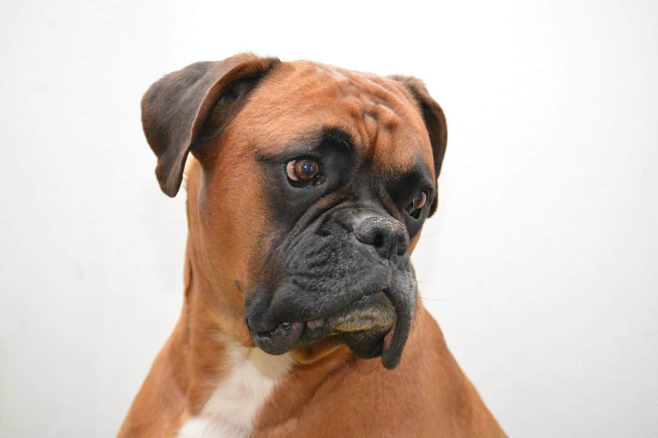 Boxer Dog Facts: Anatomy, Ancestry, Nature & More - Facts.net