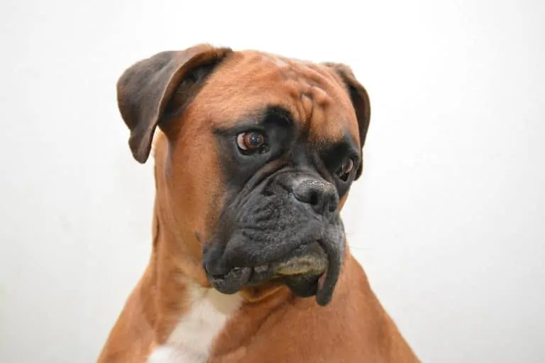 Boxer Dog Facts: Anatomy, Ancestry, Nature & More - Facts.net
