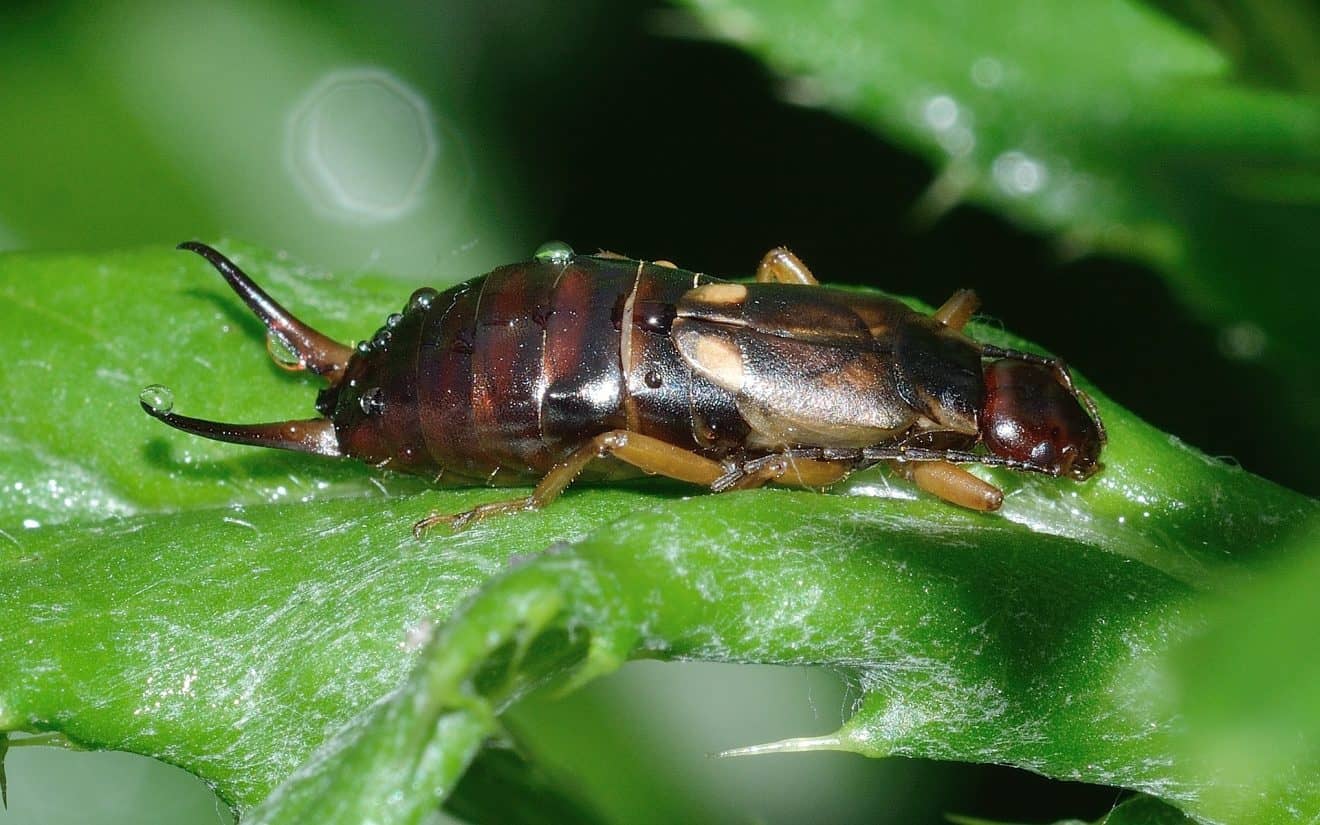 Top 10 Facts about Earwig - Diet, Lifespan, Habitat & More | Facts.net