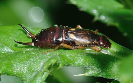 Top 10 Facts about Earwig - Diet, Lifespan, Habitat & More | Facts.net
