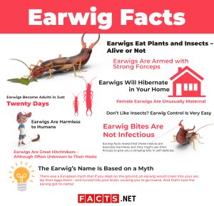Top 10 Facts about Earwig - Diet, Lifespan, Habitat & More | Facts.net