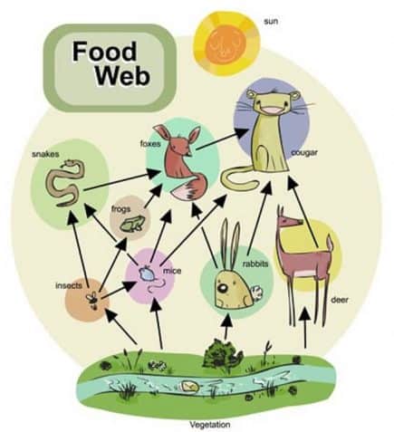 Facts about Cougars: Ability, Behavior, Diet & More - Facts.net