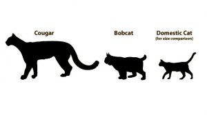 Facts about Cougars: Ability, Behavior, Diet & More - Facts.net