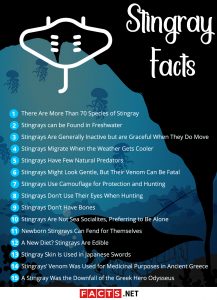 Top 15 Stingray Facts - Types, Diet, Migration & More - Facts.net