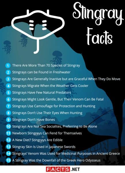 Top 15 Stingray Facts - Types, Diet, Migration & More - Facts.net