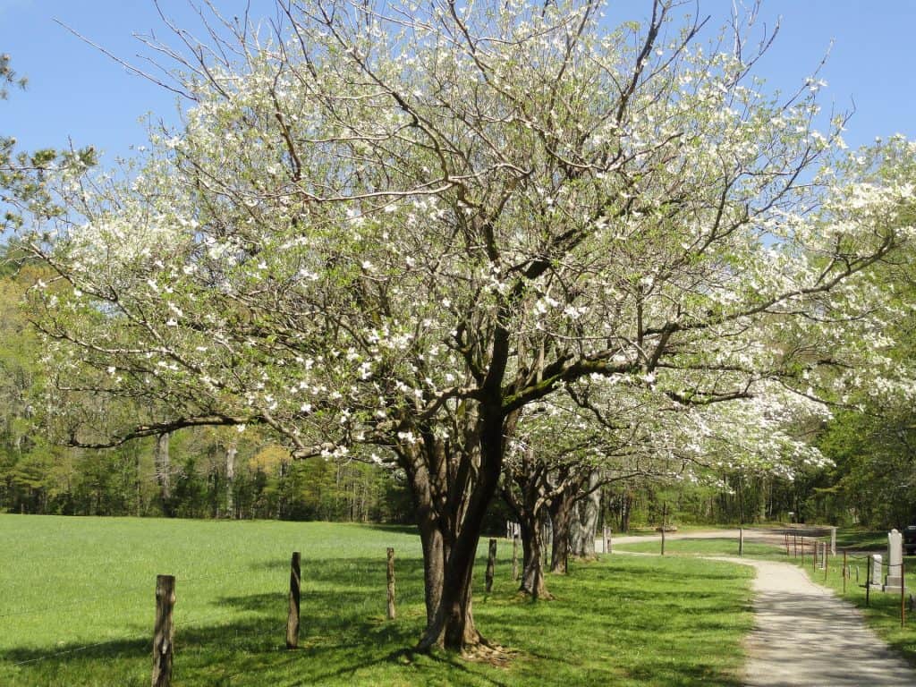 13 Dogwood Trees Facts - Origin, Symbolism, Legends & More - Facts.net