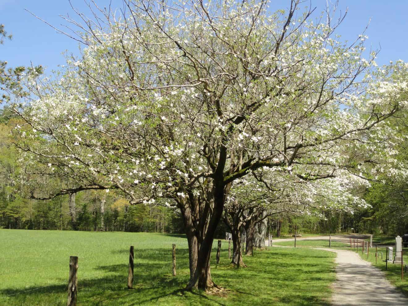 13 Dogwood Trees Facts - Origin, Symbolism, Legends & More - Facts.net