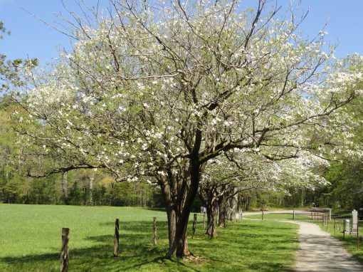 13 Dogwood Trees Facts - Origin, Symbolism, Legends & More - Facts.net