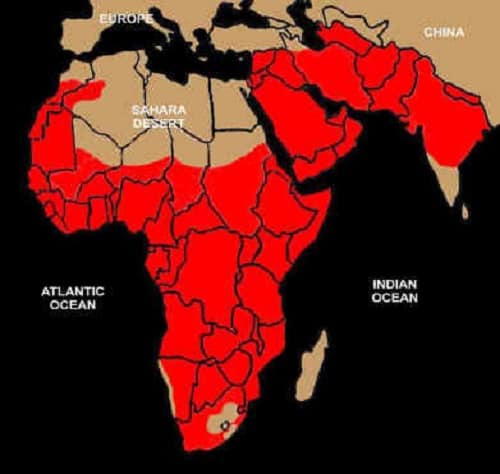 Honey Badger Facts - Top 15 Interesting Facts | Facts.net