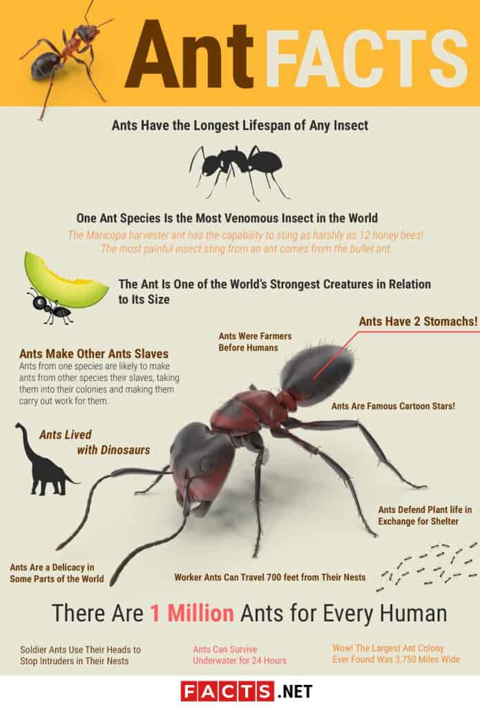 Top 15 Ant Facts - Biology, Lifespan, Diet & More - Facts.net