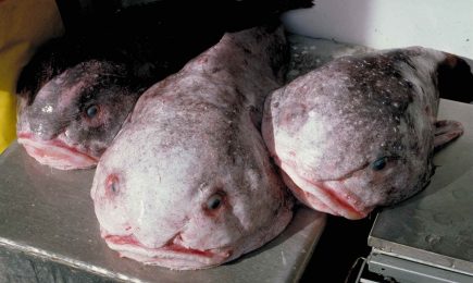 Blobfish Facts: Appearance, Diet, Predators & More - Facts.net