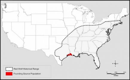 Red Wolf Facts: Food, Biology, Behavior & More - Facts.net