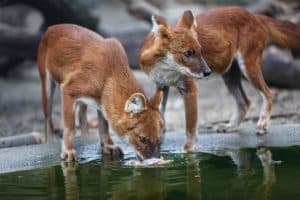 Red Wolf Facts: Food, Biology, Behavior & More - Facts.net
