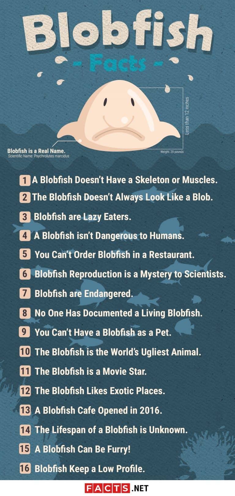 Blobfish Facts: Appearance, Diet, Predators & More - Facts.net