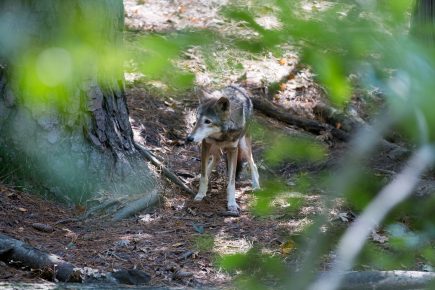 Red Wolf Facts: Food, Biology, Behavior & More - Facts.net