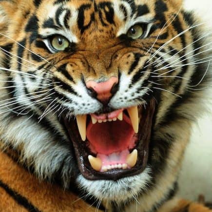Top 17 Bengal Tiger Facts - Diet, Habitat, Speed & More - Facts.net