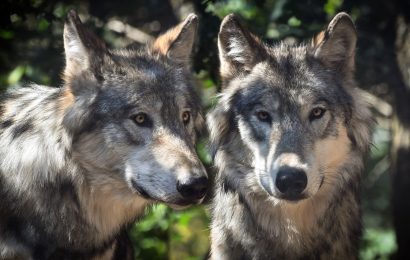 70 Interesting Wolf Facts That The Media Never Told You