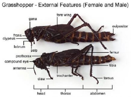 10 Grasshoppers Facts - Behavior, Flight, Movement & More - Facts.net