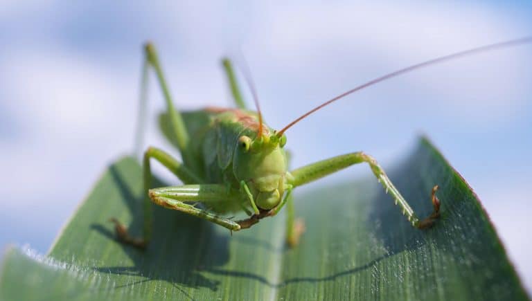 10 Grasshoppers Facts - Behavior, Flight, Movement & More - Facts.net