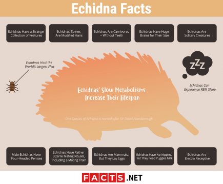 Top 14 Echidna Facts - Anatomy, Behavior, Lifespan & More - Facts.net