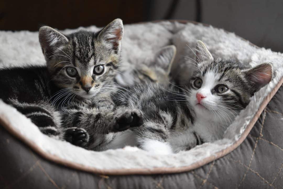 Top 20 Kitten Facts - Birth, Behavior, Development & More - Facts.net