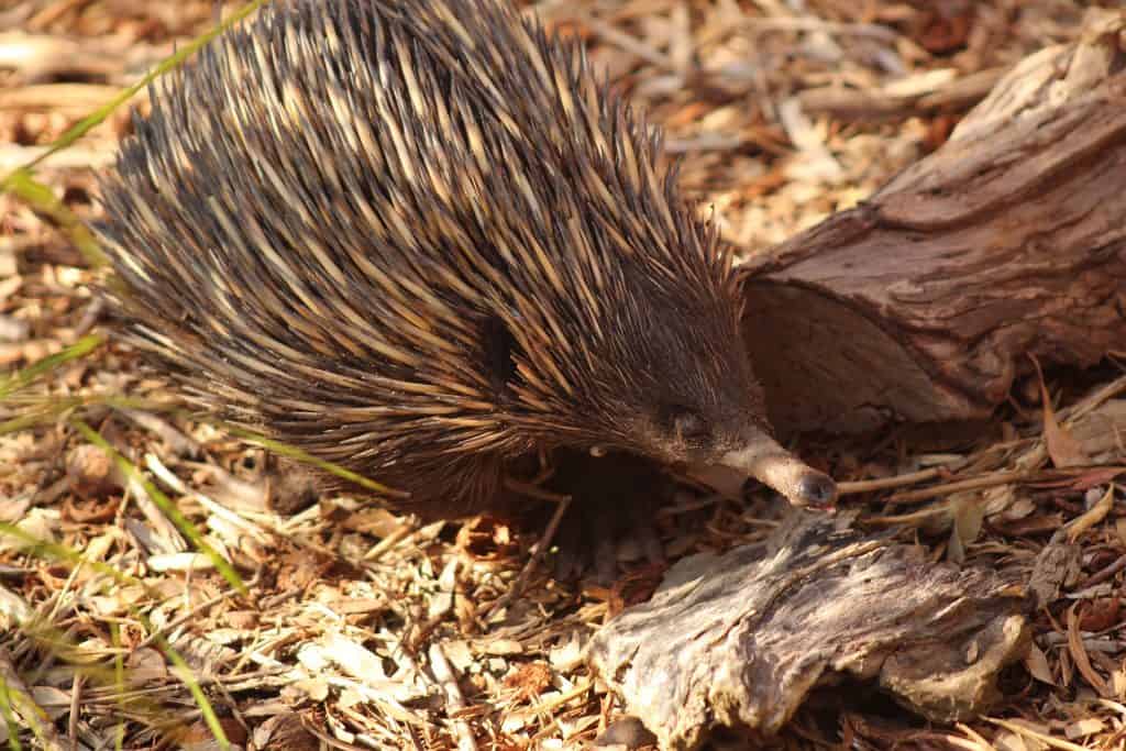 Top 14 Echidna Facts - Anatomy, Behavior, Lifespan & More - Facts.net
