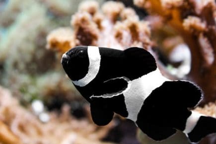 Top 17 Clown Fish Facts - Diet, Habitat, Types & More | Facts.net