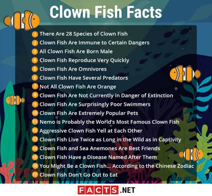 Top 17 Clown Fish Facts - Diet, Habitat, Types & More | Facts.net