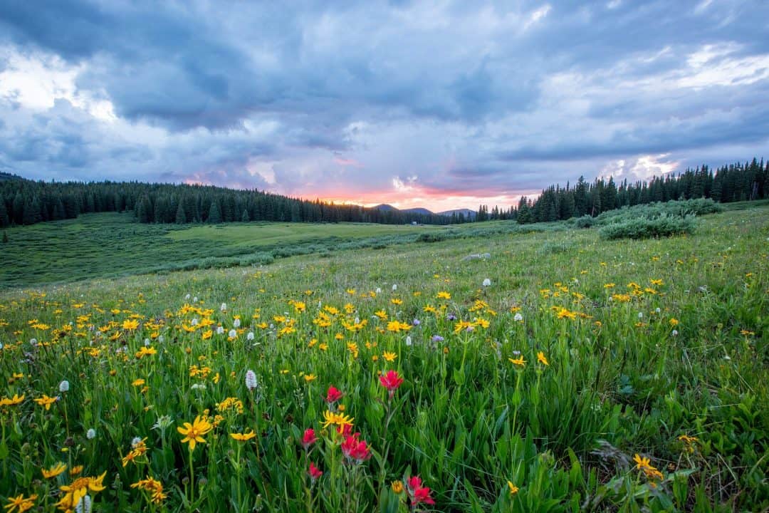 Top 16 Grassland Facts - Animals, Plants, Climate & More - Facts.net