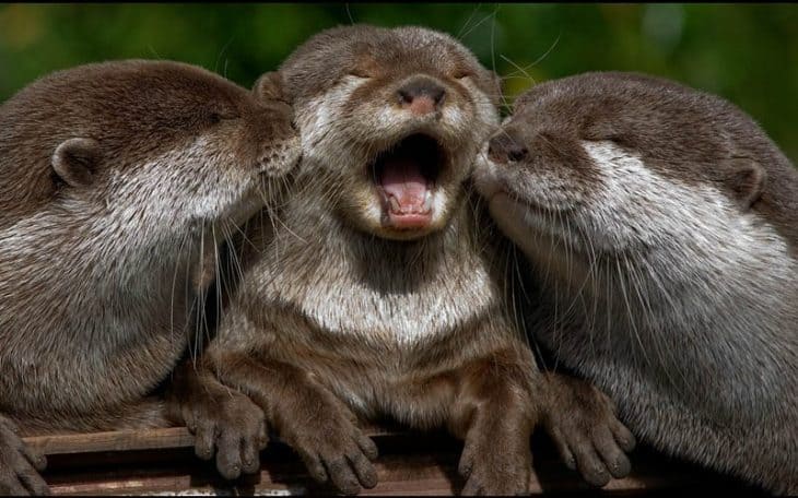 Top 12 River Otter Facts - Diet, Habitat, Anatomy & More - Facts.net