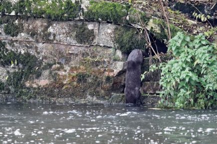 Top 12 River Otter Facts - Diet, Habitat, Anatomy & More - Facts.net
