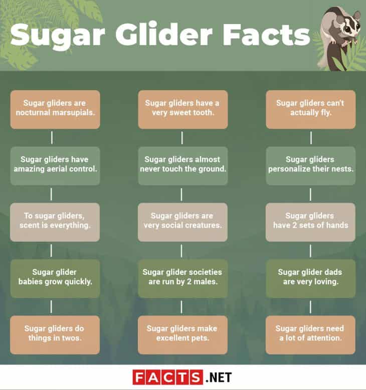 Top 15 Sugar Glider Facts - Diet, Lifespan & More | Facts.net