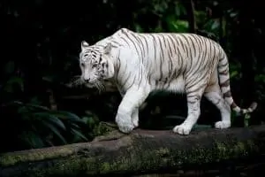 Top 16 White Tiger Facts - Diet, Habitat, Genetics & More - Facts.net