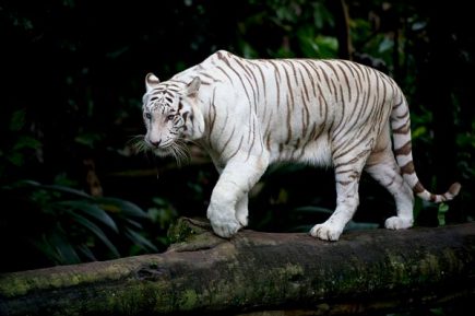 Top 16 White Tiger Facts - Diet, Habitat, Genetics & More - Facts.net