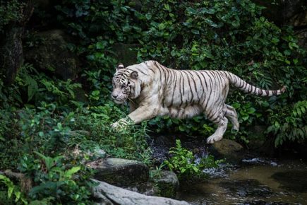 Top 16 White Tiger Facts - Diet, Habitat, Genetics & More - Facts.net