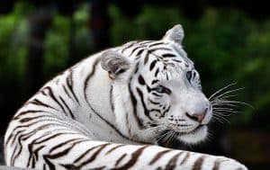 Top 16 White Tiger Facts - Diet, Habitat, Genetics & More - Facts.net
