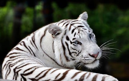 Top 16 White Tiger Facts - Diet, Habitat, Genetics & More - Facts.net