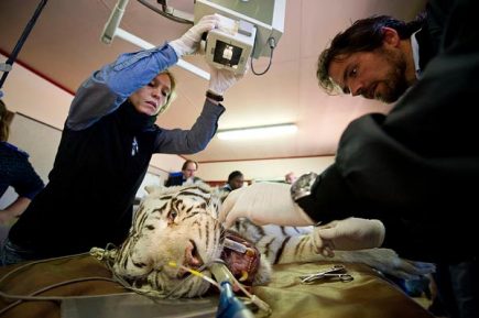 Top 16 White Tiger Facts - Diet, Habitat, Genetics & More - Facts.net