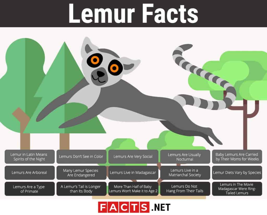 Top 15 Facts about Lemurs - Origin, Behavior, Diet & More - Facts.net