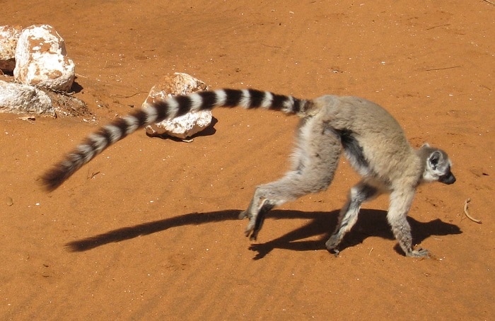 Top 15 Facts about Lemurs - Origin, Behavior, Diet & More - Facts.net