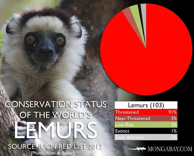 Top 15 Facts about Lemurs - Origin, Behavior, Diet & More - Facts.net