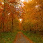 Deciduous Forest Facts: Location, Animals & More - Facts.net